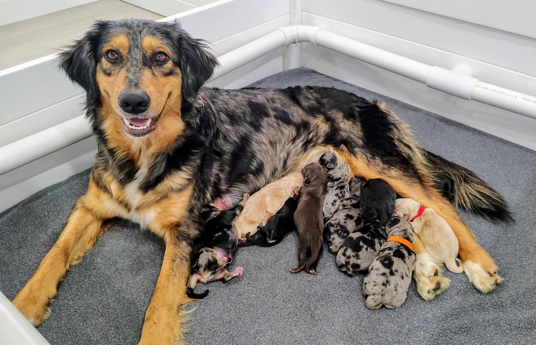 Goshen Golden Aussies